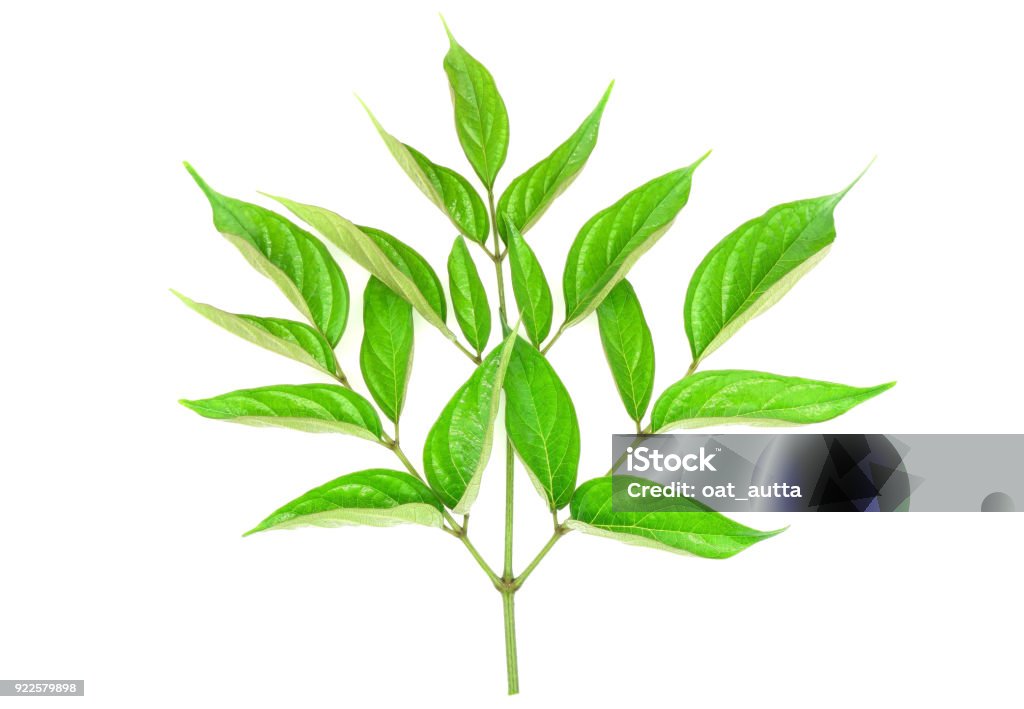 Closeup Daun Hijau Dengan Tetesan Air Terisolasi Pada Latar Belakang