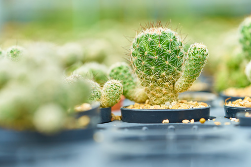 Foto de Cactus Opuntia No Campo Verde Do Cacto Planta De Deserto Planta ... Foto de Cactus Opuntia No Campo Verde Do Cacto Planta De Deserto Planta ...