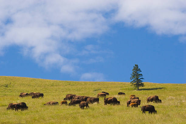 Free picture: bison, national, bison, range