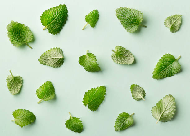 Mint Color Pictures | Download Free Images on Unsplash