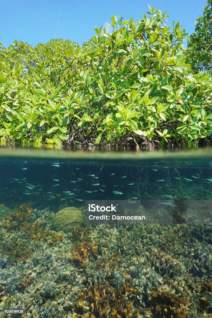 Pohon Mangrove Terbelah Dengan Karang Di Bawah Air Foto Stok Unduh