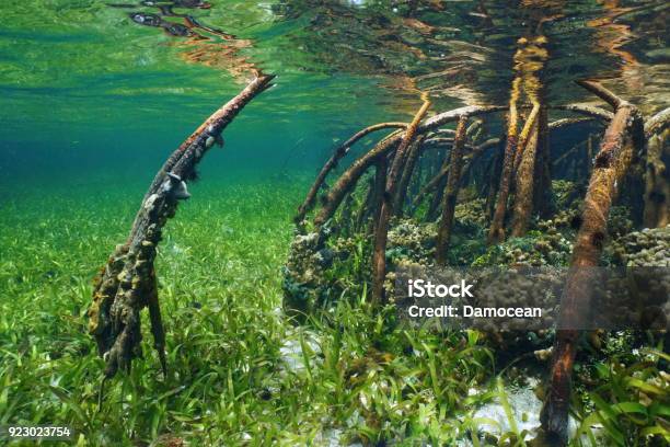 Akar Pohon Mangrove Di Bawah Air Foto Stok Unduh Gambar Sekarang