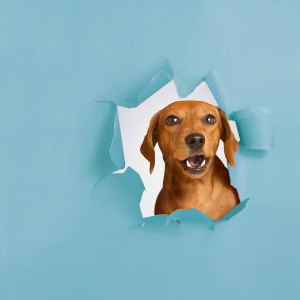 Surprised Dog Pictures | Download Free Images on Unsplash