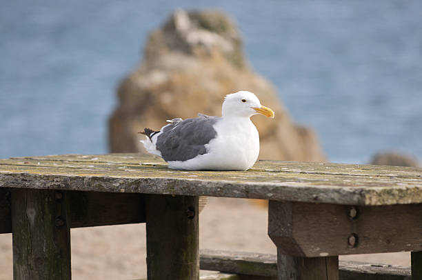 Free Stock Photo of Seagull Sitting on Bench in Sun | Download Free ...