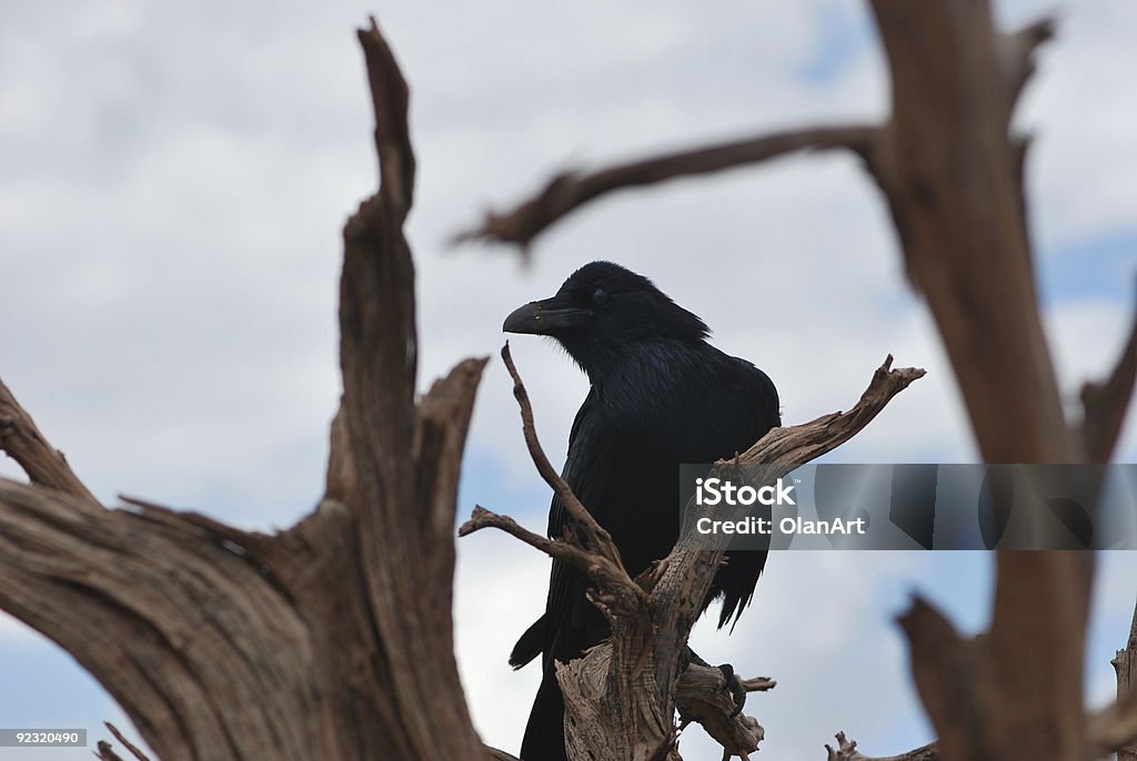 철새까마귀 Corvus Corax 앉아 사막 나무 지점 0명에 대한 스톡 사진 및 기타 이미지 0명 검은새 검은색
