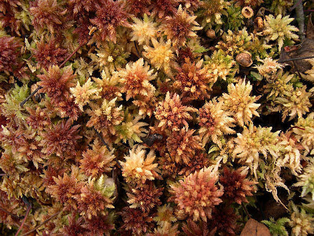 Free picture: red, bog, moss