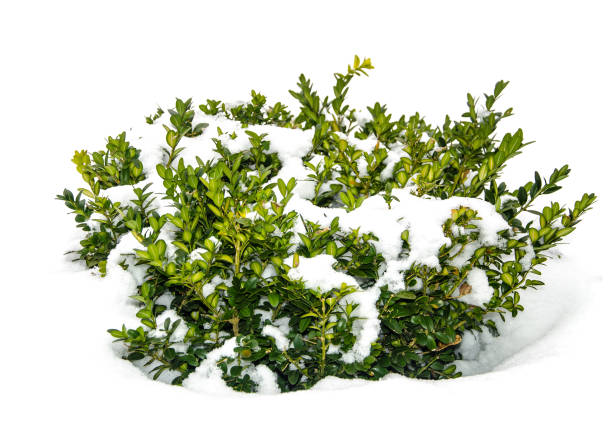 Free Stock Photo of Snow bush | Download Free Images and Free Illustrations