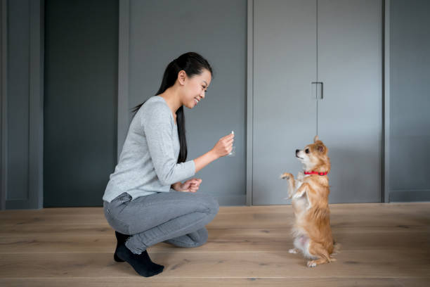 Dog Trainer Pictures | Download Free Images on Unsplash