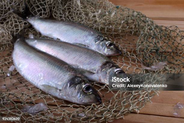 Ikan Haring Di Internet Foto Stok Unduh Gambar Sekarang Berkilau