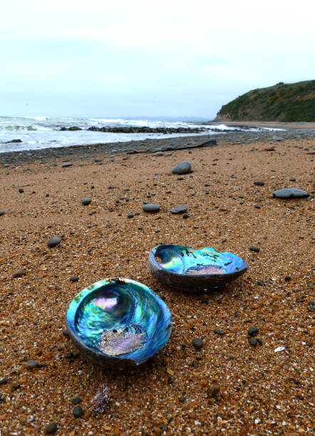 Paua shells on the beach in New Zealand - Stock Photo