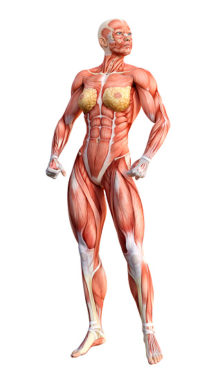 3d 렌더링 여성 화이트에 그림 근육에 대한 스톡 사진 및 기타 이미지 근육 사람 모형 제작물 인체 Istock