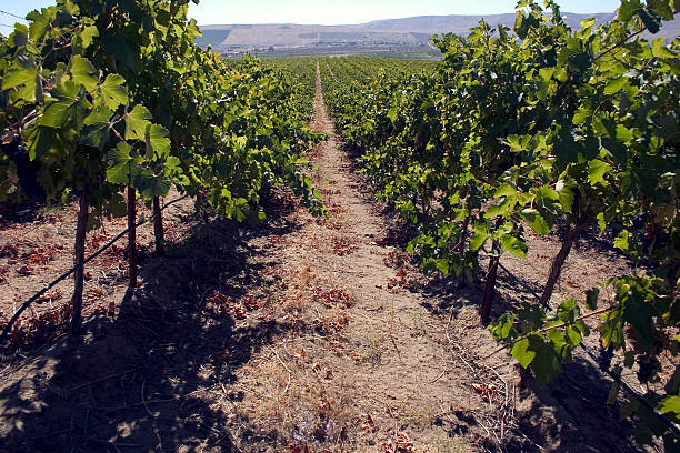 100+ Trellis Grape Vine Black Stock Photos, Pictures & Royalty-Free ... 100+ Trellis Grape Vine Black Stock Photos, Pictures & Royalty-Free ...
