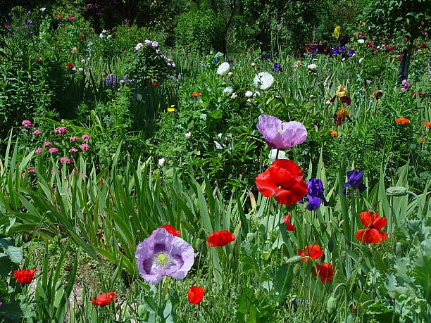Monet Garden Pictures | Download Free Images on Unsplash