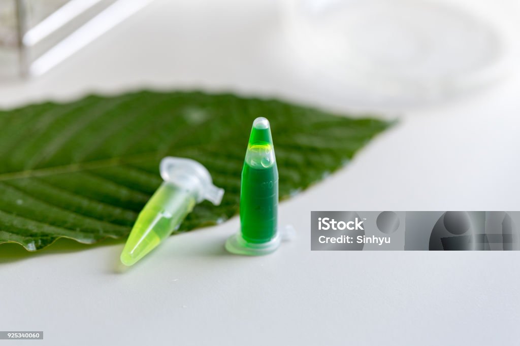 Mitragyna 천 엽 및 실험실에서 화학 분석의 과학 연구 단풍 Stem 주제에 대한 스톡 사진 및 기타 이미지 Stem