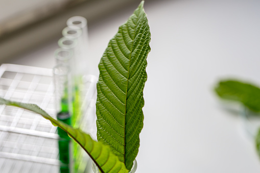 Mitragyna 천 엽 및 실험실에서 화학 분석의 과학 연구 단풍 Stem 주제에 대한 스톡 사진 및 기타 이미지 Stem