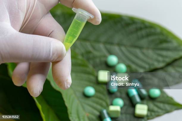 Mitragyna 천 엽 및 실험실에서 화학 분석의 과학 연구 단풍 Stem 주제에 대한 스톡 사진 및 기타 이미지 Stem