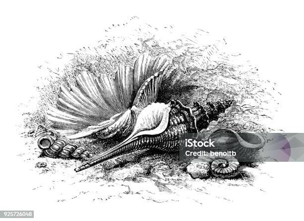 Seashells 조개 껍데기에 대한 스톡 벡터 아트 및 기타 이미지 조개 껍데기 0명 19세기 Istock