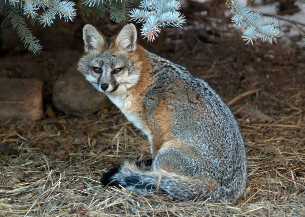 Grey Fox Pictures | Download Free Images on Unsplash