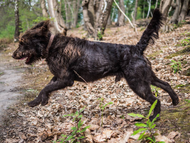 Free picture: schnauzer, hunting dog, retriever, dog, animal, pet ...