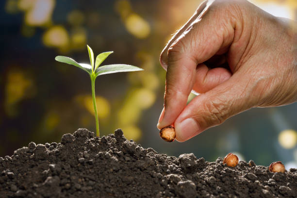 Planting Seeds Pictures | Download Free Images on Unsplash