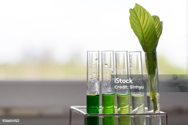 Mitragyna 천 엽 및 실험실에서 화학 분석의 과학 연구 단풍 Stem 주제에 대한 스톡 사진 및 기타 이미지 Stem
