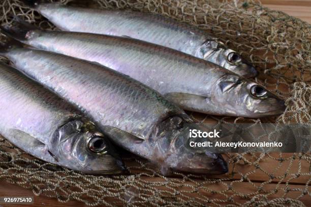 Ikan Haring Di Internet Foto Stok Unduh Gambar Sekarang Berkilau