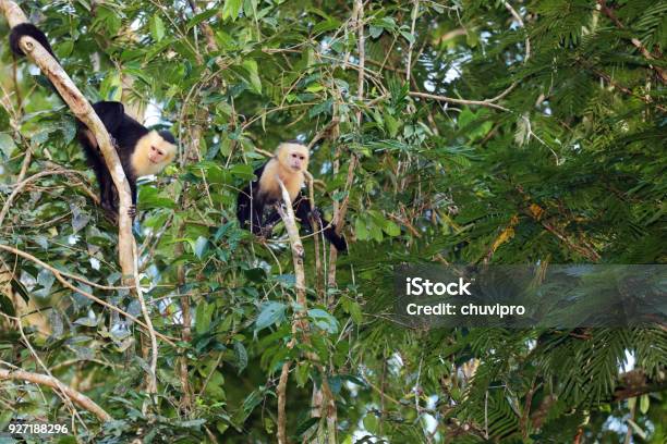 Monyet Capuchin Berkepala Putih Sedang Memanjat Di Pepohonan Taman