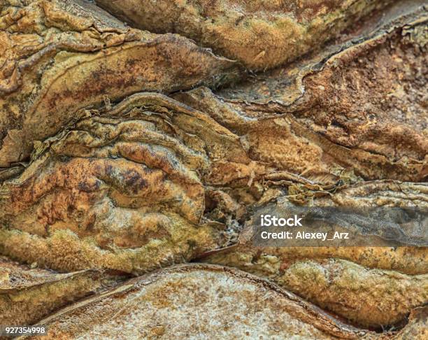 Latar Belakang Abstrak Kulit Pohon Tua Wallpaper Tekstur Alami Foto Stok Unduh Gambar Sekarang