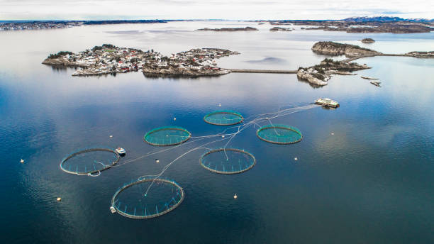 Salmon Farm Pictures | Download Free Images on Unsplash