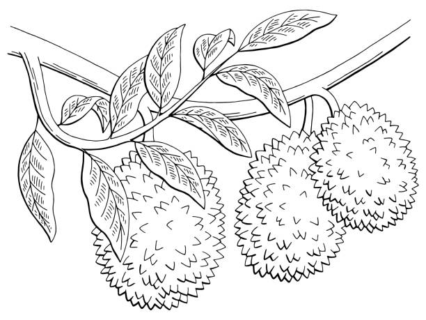 Durian Coloring Page