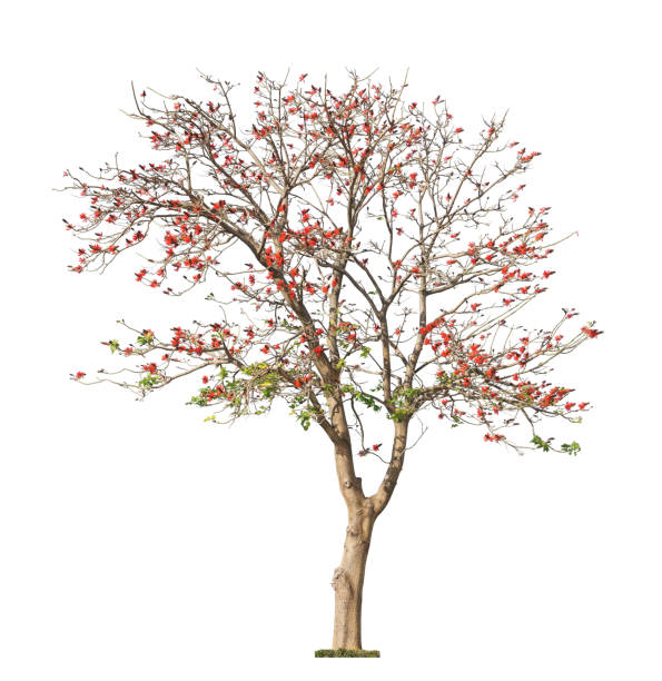 1 800 Arbre Corail Photos Taleaux Et Images Libre De Droits Istock