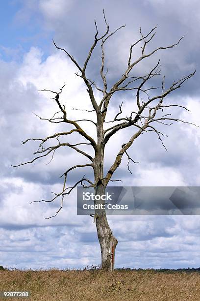 방전됨 트리 0명에 대한 스톡 사진 및 기타 이미지 0명 가뭄 건조 기후 Istock