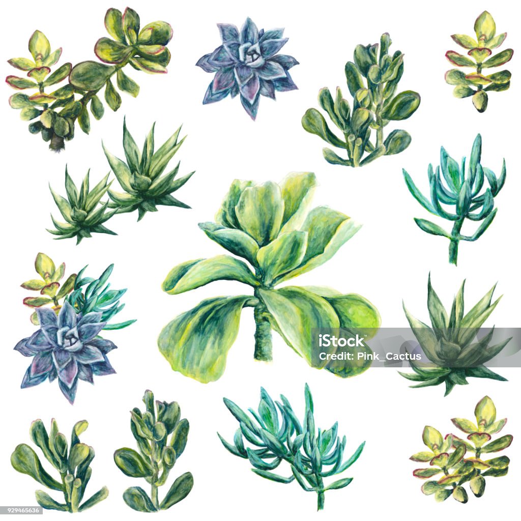 Succulents 수채화 일러스트 레이 션고립 된 디자인 요소 사막에 대한 스톡 벡터 아트 및 기타 이미지 사막 수채화
