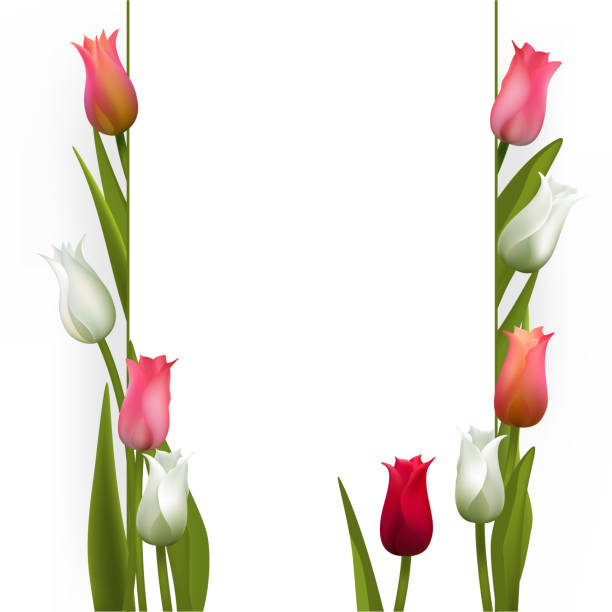 Tulip Border Clipart