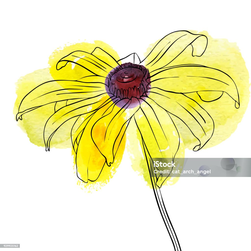 Rudbeckia의 드로잉 꽃 벡터 수레국화 데이지에 대한 스톡 벡터 아트 및 기타 이미지 수레국화 데이지 계절 그리기