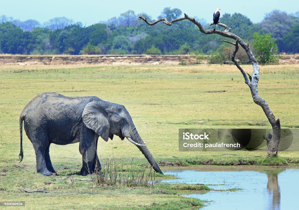 South Luangwa 국립 공원 잠비아에 자리 잡고 있는 아프리카 물고기 독수리와 맨 손으로 나무 옆에 서 있는 아프리카