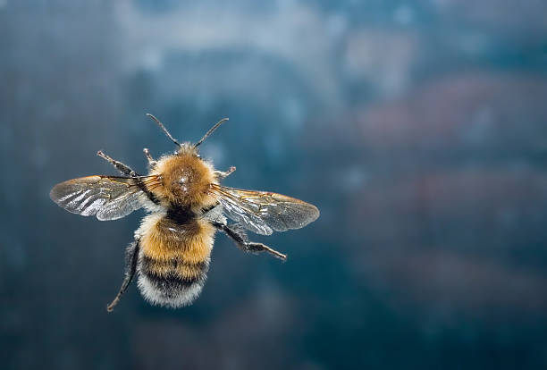 Bumblebee Insect So - Free photo on Pixabay