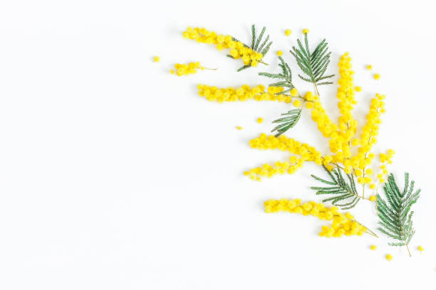 Mimosa Flower Pictures | Download Free Images on Unsplash
