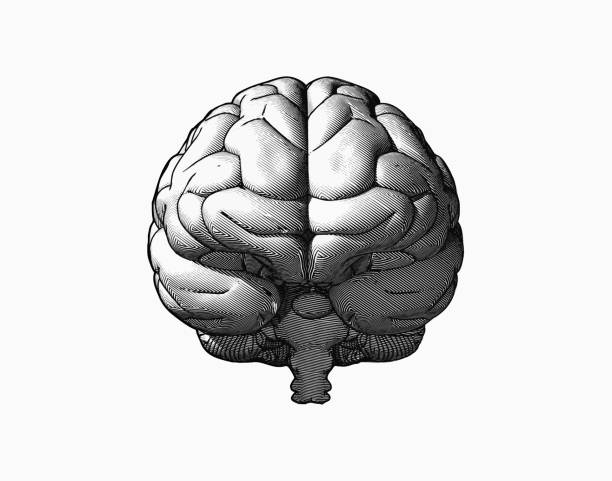 Brain Outline Front View Brain Outline Front View