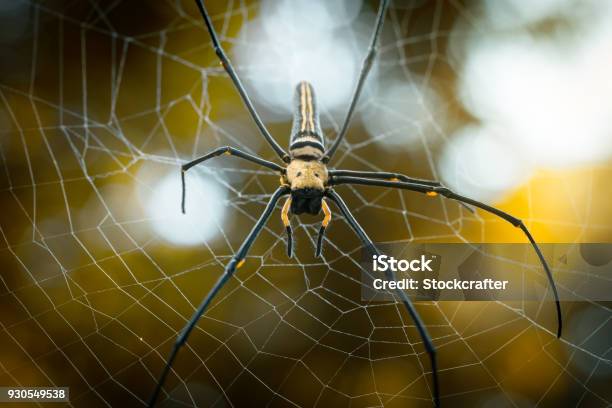 Labalaba Jaring Bola Emas Raksasa Nephila Pilipes Foto Stok - Unduh ... Labalaba Jaring Bola Emas Raksasa Nephila Pilipes Foto Stok - Unduh ...