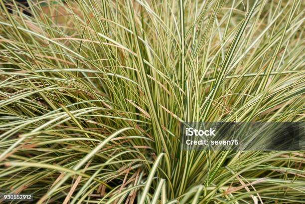 Carex 공장 사초과에 대한 스톡 사진 및 기타 이미지 사초과 수생사초 화단 Istock