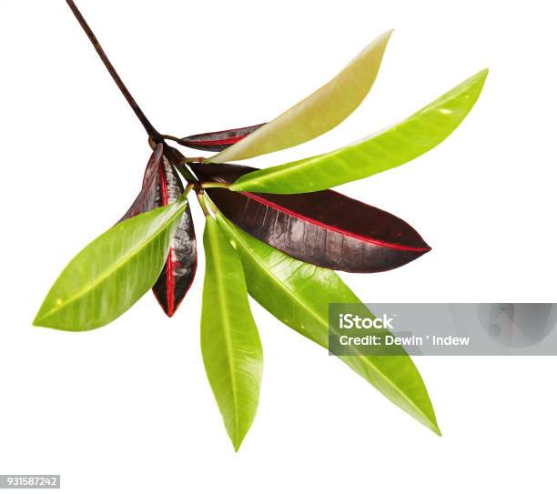 Codiaeum Variegatum 단풍 꽃 바퀴 잎 클리핑 경로와 흰색 배경에 고립 된 지점에 0명에 대한 스톡 사진 및 기타