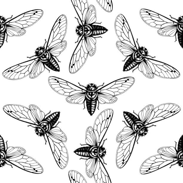 1900 Cicada Stock Illustrations Royalty Free Vector Graphics And Clip