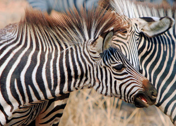 90+ Aggressive Common Zebra Stock Photos, Pictures & Royalty-Free ... 90+ Aggressive Common Zebra Stock Photos, Pictures & Royalty-Free ...