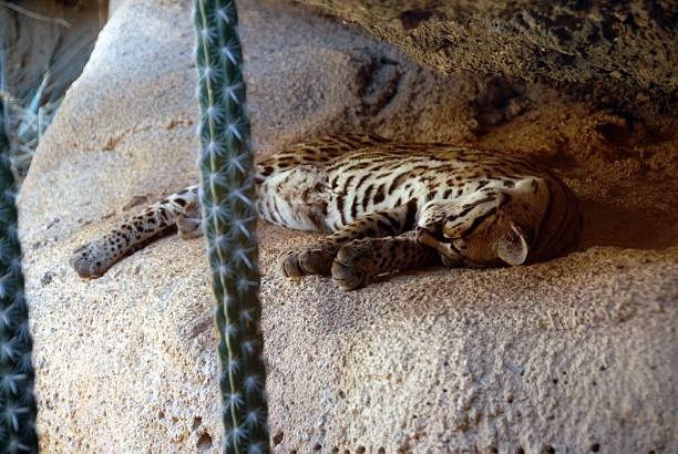 Free Stock Photo of Sleeping ocelot | Download Free Images and Free ...