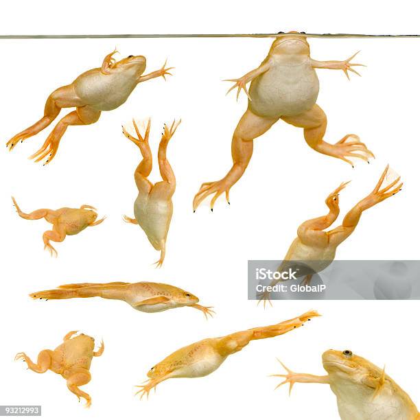 개구리xenopus Laevis 개구리에 대한 스톡 사진 및 기타 이미지 개구리 아프리카발톱개구리 0명 Istock