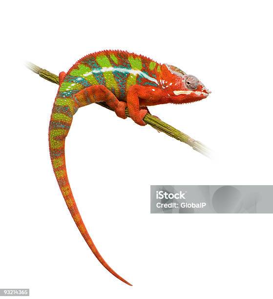 표범카멜레온 Furcifer Pardalisambilobe 18 개월 카멜레온에 대한 스톡 사진 및 기타 이미지 카멜레온