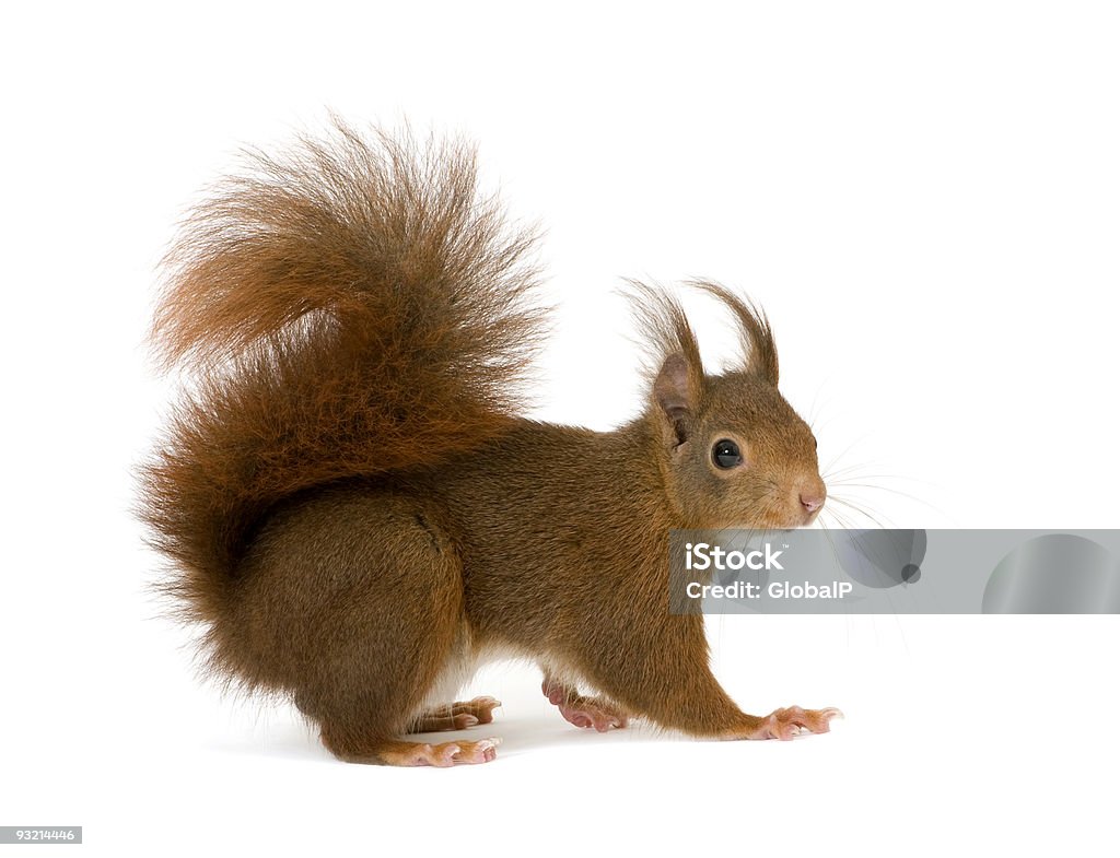 청설모sciurus 불가리스 2년 다람쥐에 대한 스톡 사진 및 기타 이미지 다람쥐 컷아웃 흰색 배경 Istock