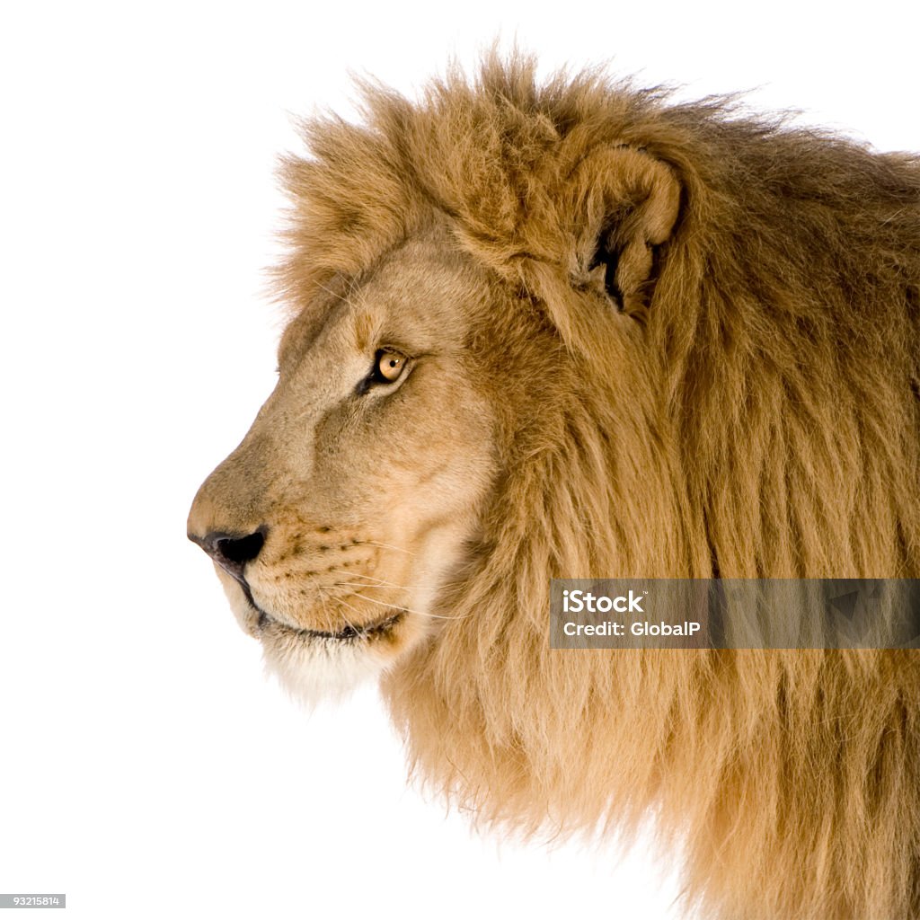 Lion Panthera 사자자리 사자에 대한 스톡 사진 및 기타 이미지 사자 옆모습 컷아웃 Istock