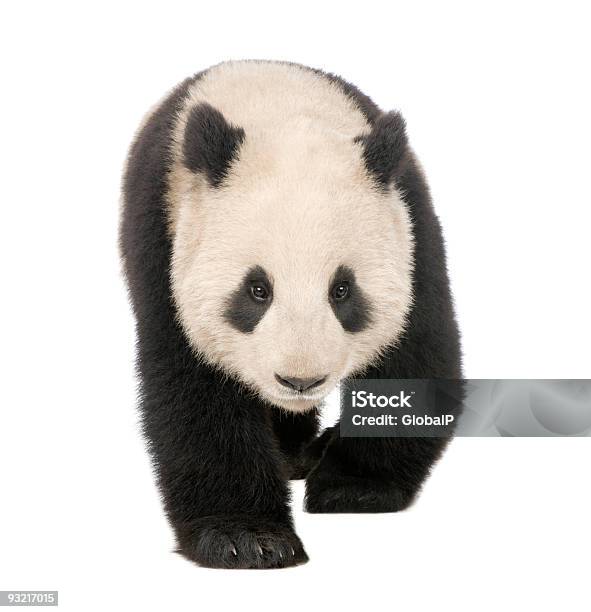 자이안트판다 Ailuropoda Melanoleuca 팬더에 대한 스톡 사진 및 기타 이미지 팬더 컷아웃 걷기 Istock